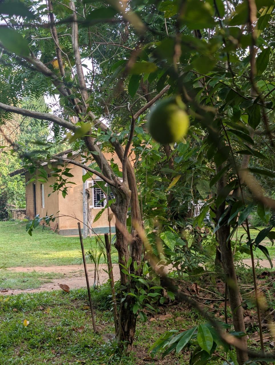 Echo Home Relax | Experience Authentic Village Life in Ella-Wellawaya